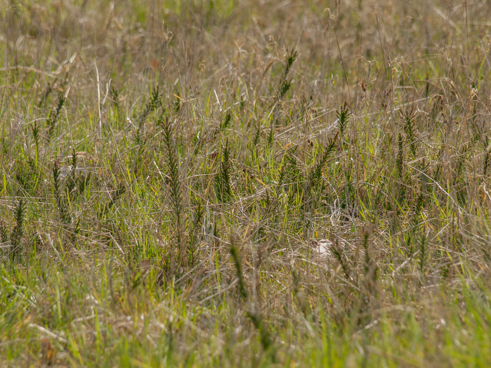 Heather shoots – Friends of The Heath